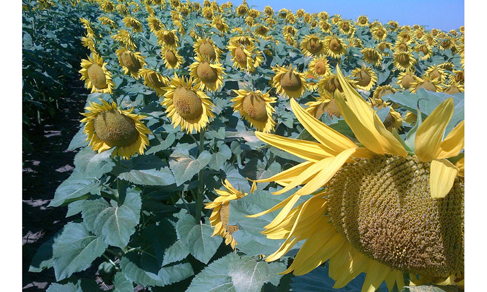 Agronomy - International Sunflower