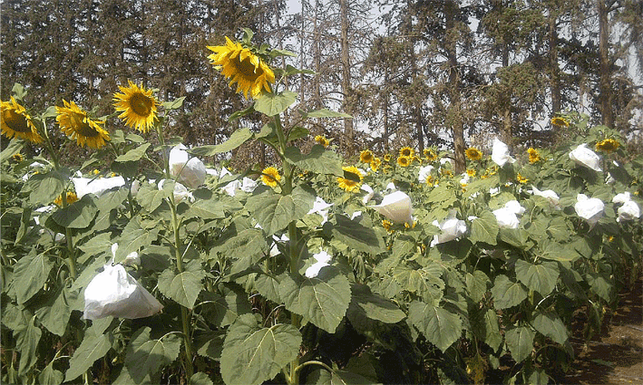 Breeding - International Sunflower