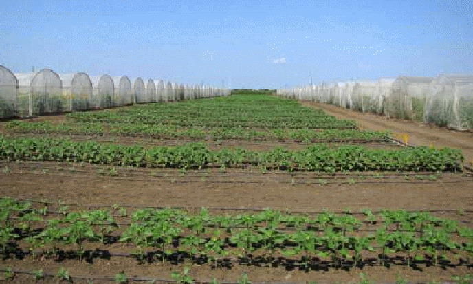 Breeding - International Sunflower