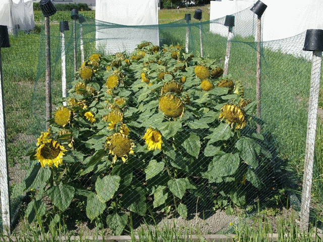 Breeding - International Sunflower