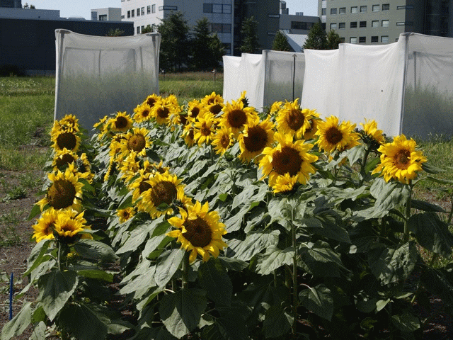 Breeding - International Sunflower