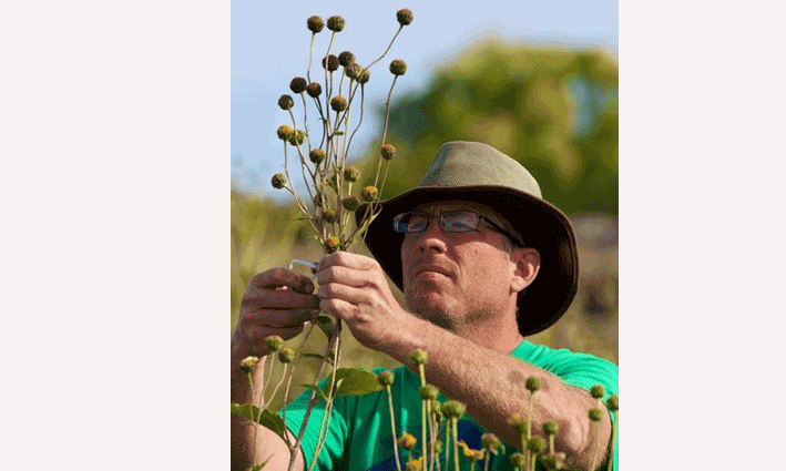 Breeding - International Sunflower