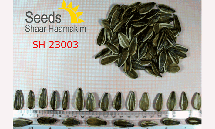 Breeding - International Sunflower