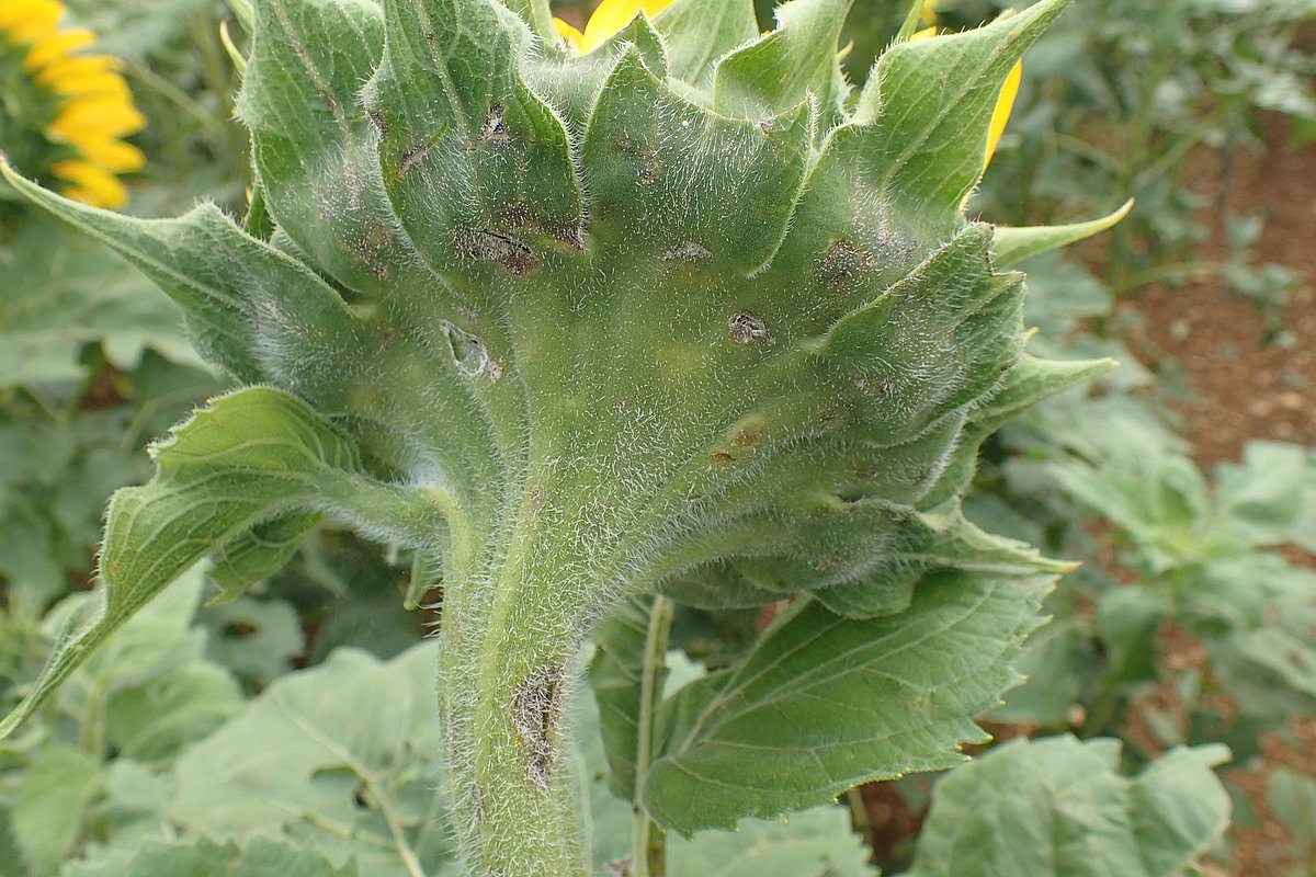 Agronomy - International Sunflower