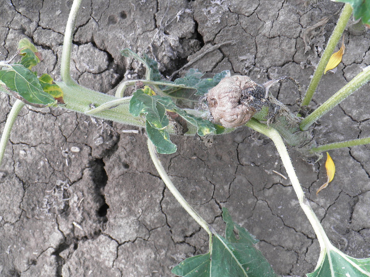 Agronomy - International Sunflower