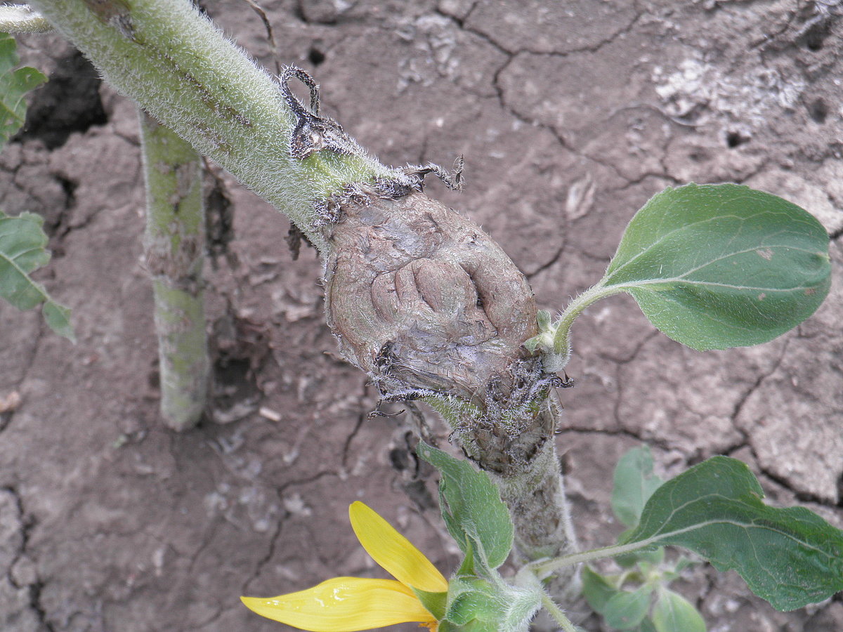 Agronomy - International Sunflower
