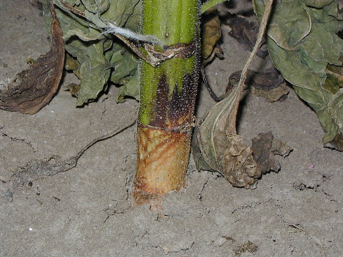 Agronomy - International Sunflower