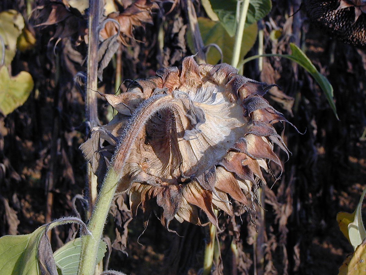 Agronomy - International Sunflower